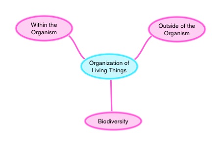 Organization of Living Things Mind Map ( Concept Map ) | Biology | CK ...