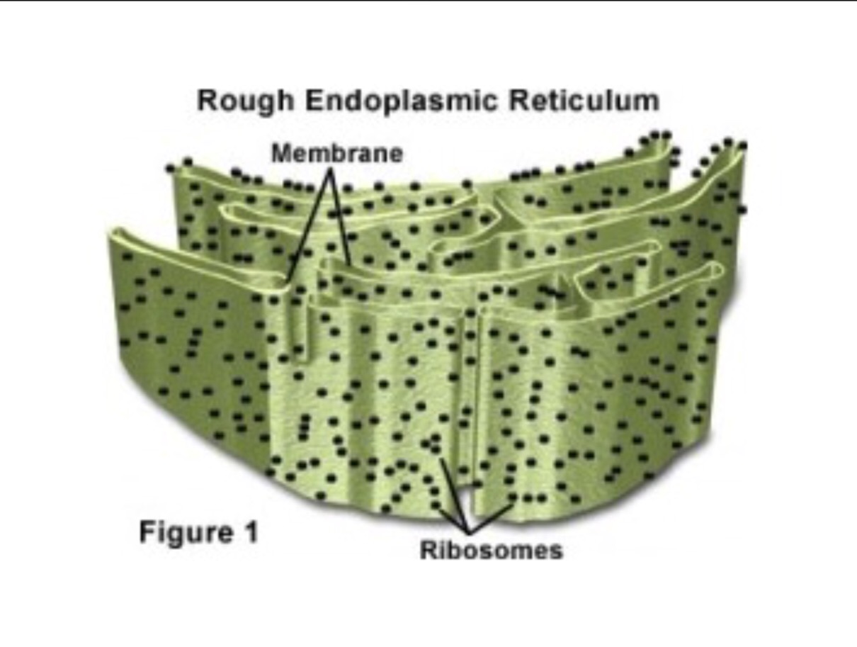 Rough Endoplasmic Reticulum Function