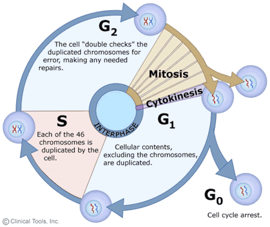 The Cell Cycle