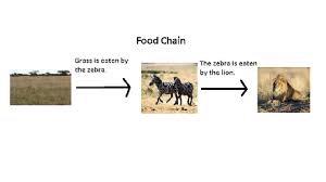 Savanna Ecosystem Food Chain Food Web African Savanna Food Chain